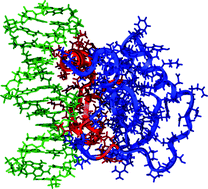 Structural analysis of the DNA target site and its interaction with ...
