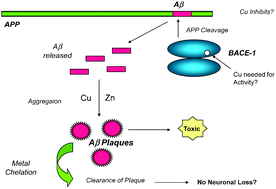 Metalloproteins and neuronal death - Metallomics (RSC Publishing)