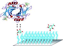 Smart bioactive surfaces - Soft Matter (RSC Publishing)