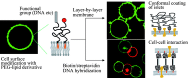 Cell surface modification with polymers for biomedical studies - Soft ...