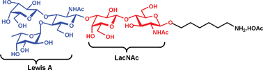 Total synthesis of LeA-LacNAc pentasaccharide as a ligand for ...