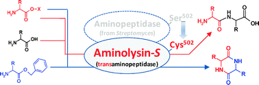 Engineered transaminopeptidase, aminolysin-S for catalysis of peptide ...