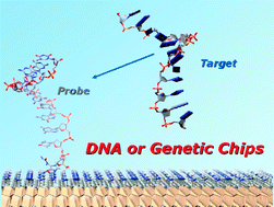 Sensors for DNA detection: theoretical investigation of the ...