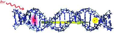 Photoinduced short-range electron transfer in DNA with fluorescent DNA ...