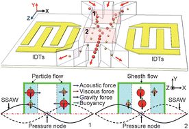 Continuous particle separation in a microfluidic channelvia standing ...
