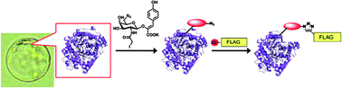 FLAG tagging by CuAAC and nanogram-scale purification of the target ...