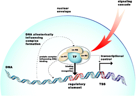 DNA-centered approaches to characterize regulatory protein–DNA ...