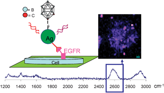 SERS detection and boron delivery to cancer cells using carborane ...