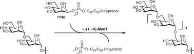 Epimeric and amino disaccharide analogs as probes of an α-(1→6 ...
