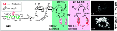Dextran based pH-activated near-infrared fluorescence nanoprobe imaging ...