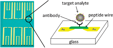 Applications of peptide and protein-based materials in ...