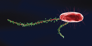 New insights into F-pilus structure, dynamics, and function ...