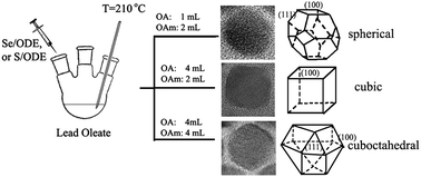 Size- and shape-controlled synthesis of PbSe and PbS nanocrystals via a ...