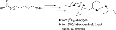 Spiroacetal biosynthesis in fruit flies is complex: distinguishable ...