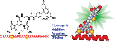 De novo helical peptides as target sequences for a specific ...