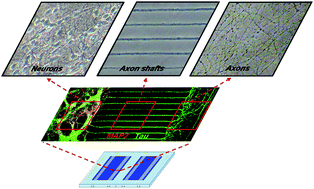 A lab-on-a-chip platform for studying the subcellular functional ...