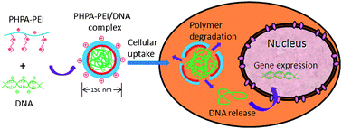 Polyethyleneimine-grafted poly(N-3-hydroxypropyl)aspartamide as a ...