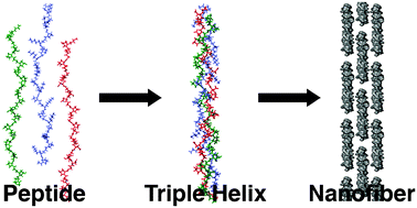 Synthetic collagen mimics: self-assembly of homotrimers, heterotrimers ...