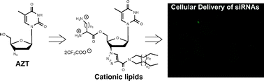 Synthesis of AZT-based cationic lipids and in vitro evaluation of siRNA ...