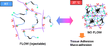 Thermo-sensitive, injectable, and tissue adhesive sol–gel transition ...