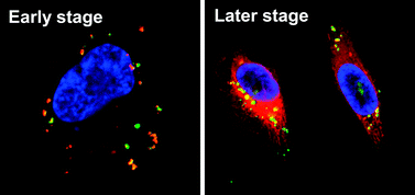 Cancer-cell targeting and cell-specific delivery by mesoporous silica ...