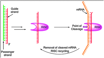 RNA interference: a chemist's perspective - Chemical Society Reviews ...