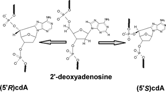 Formation of 5′,8-cyclo-2′-deoxyadenosine in single strand DNA ...