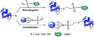 Vinyl sulfone: a versatile function for simple bioconjugation and ...