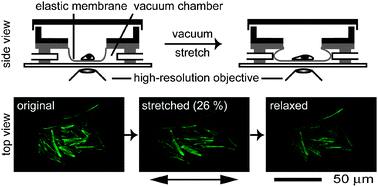 A stretching device for imaging real-time molecular dynamics of live ...