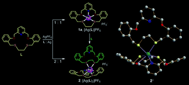 Endo- and/or exocyclic silver(i) and mercury(ii) complexes of an NO2S2 ...