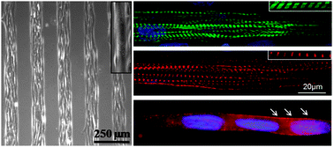 Soft substrates drive optimal differentiation of human healthy and ...