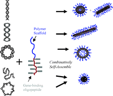 Role of DNA in condensation and combinative self-assembly - Chemical ...