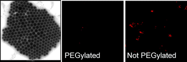 Highly PEGylated silica nanoparticles: “ready to use” stealth ...