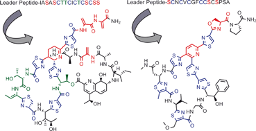 Recent advances in thiopeptide antibiotic biosynthesis - Natural ...