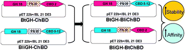 Swapping the chitin-binding domain in Bacillus chitinases improves the ...