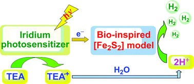 Homogeneous photocatalytic production of hydrogen from water by a ...