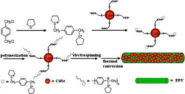 Photoresponse of a single poly(p-phenylene vinylene)-CdSe bulk ...