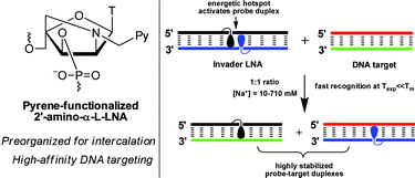 Invader LNA: Efficient targeting of short double stranded DNA - Organic ...