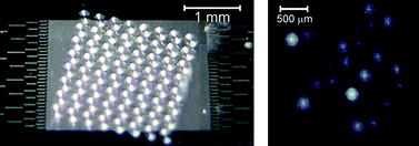 High-throughput fluorescence detection using an integrated zone-plate ...
