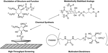 Inositol polyphosphates, diphosphoinositol polyphosphates and ...