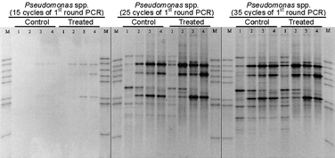Nested PCR bias: a case study of Pseudomonas spp. in soil microcosms ...