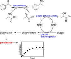 Micro-scale process development of transaminase catalysed reactions ...