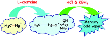 l-cysteine-induced degradation of organic mercury as a novel interface ...