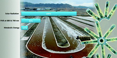 Microalgae as biodiesel & biomass feedstocks: Review & analysis of the ...