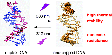 Photoreversible DNA end capping for the formation of hairpin structures ...