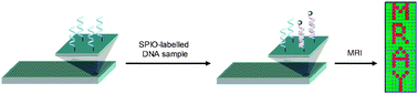 Towards MRI microarrays - Chemical Communications (RSC Publishing)