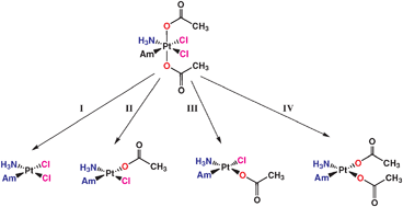 New reduction pathways for ctc-[PtCl2(CH3CO2)2(NH3)(Am)] anticancer ...