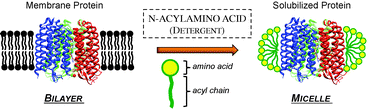 Solubilization of membrane proteins with novel N-acylamino acid ...
