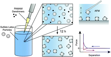 Charge regulation effects on electrostatic patch-charge attraction ...