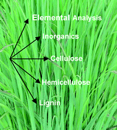 Switchgrass Ethanol